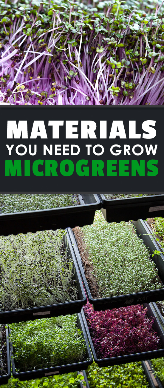 Microgreens Guide: Gathering the Materials | Epic Gardening