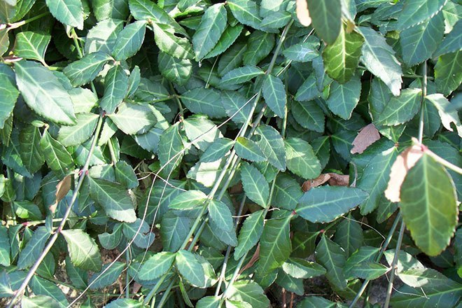 16 Invasive Species Sold at Garden Centers You Should Never Buy