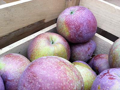 73+ Heirloom Apples You’ve Probably Never Heard Of | Epic Gardening