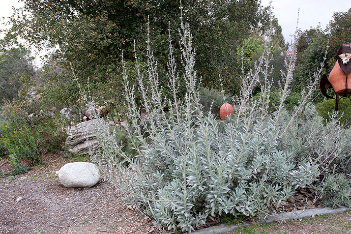 White Sage Plant: Growing Guide, Smudging, and Seeds