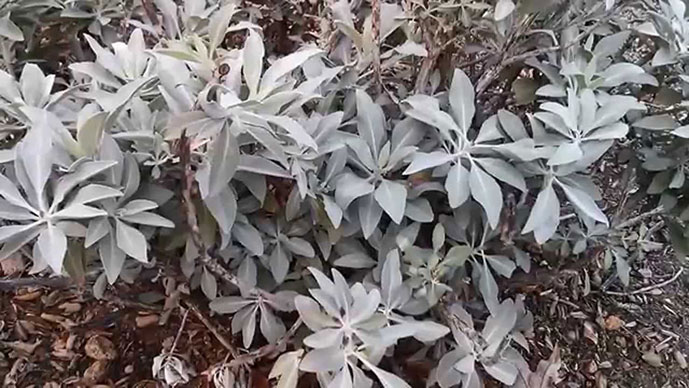 White Sage Plant: Growing Guide, Smudging, and Seeds