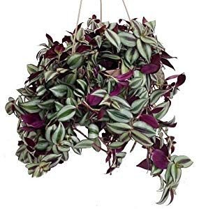 Wandering Jew Plant: Care, Types, and Growing Tips | Epic Gardening