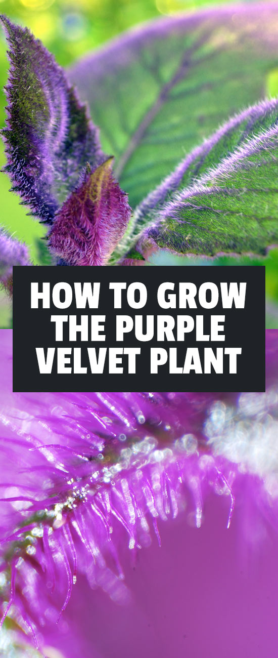 Purple Velvet Plant (Gynura Aurantiaca) Care Guide | Epic Gardening