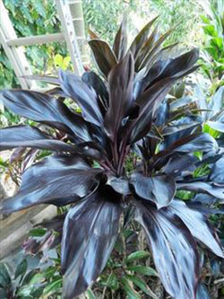 Hawaiian Ti Plant: Growing Cordyline Fruticosa | Epic Gardening
