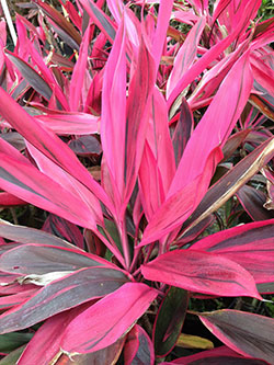 Hawaiian Ti Plant: Growing Cordyline Fruticosa | Epic Gardening