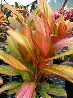 Hawaiian Ti Plant: Growing Cordyline Fruticosa | Epic Gardening