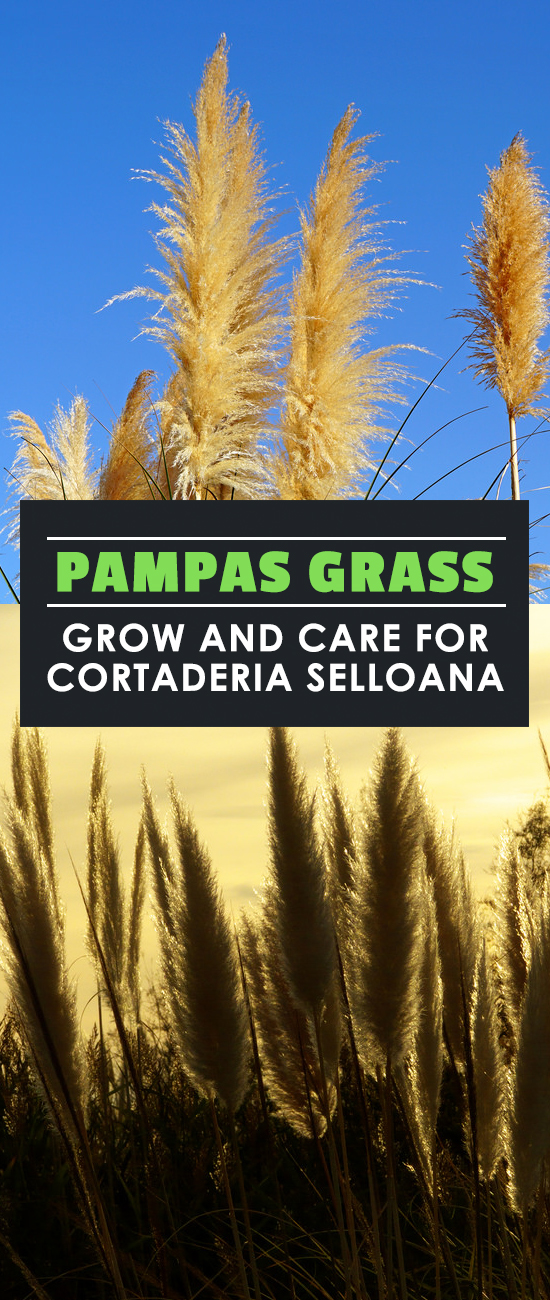 Pampas Grass: Grow and Care for Cortaderia Selloana | Epic Gardening