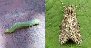 Cabbage Loopers: All About Trichoplusia Ni And How To Eliminate Them ...