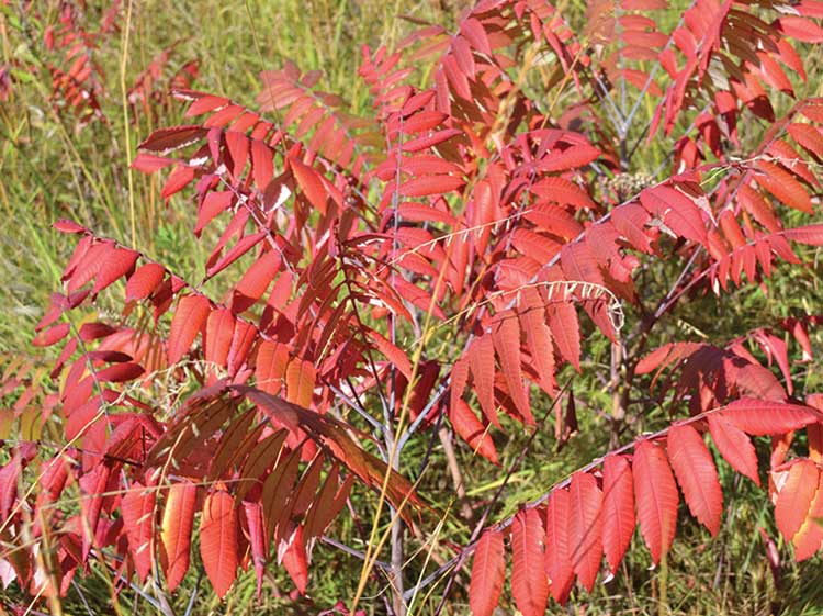 8 Must-Have Native Shrubs and Trees for Midwestern Fall Color