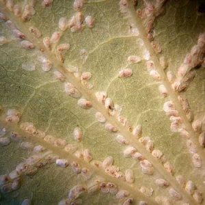 Scale Insects: How to Kill, Control, and Prevent These Pests