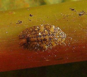 Scale Insects: How to Kill, Control, and Prevent These Pests