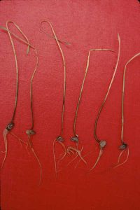 Fusarium Wilt: Treatment, Control, and Prevention Tips
