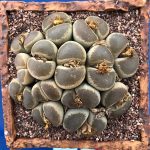 Lithops: How To Grow And Care For Living Stone Plants | Epic Gardening