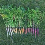 Growing Carrots: Grow A Rainbow Of Tasty Vegetables In Your Yard | Epic ...