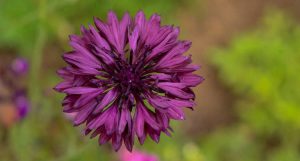 Bachelor Buttons: Cornflowers And Blue Caps To Brighten Your Beds ...