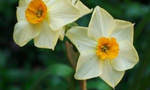 Narcissus Flowers: Care for Daffodils and Jonquils