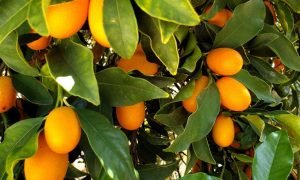 Kumquat Tree Care: How to Grow Kumquats | Epic Gardening