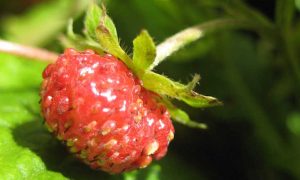 Growing Alpine Strawberries All Summer Long | Epic Gardening
