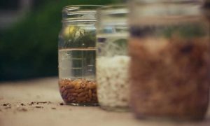 Soak Seeds Before Planting: Is It Necessary? | Epic Gardening